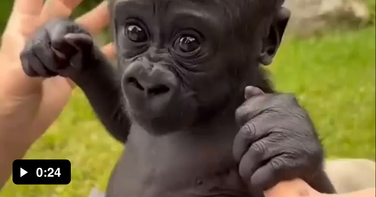 Baby gorilla.... - 9GAG
