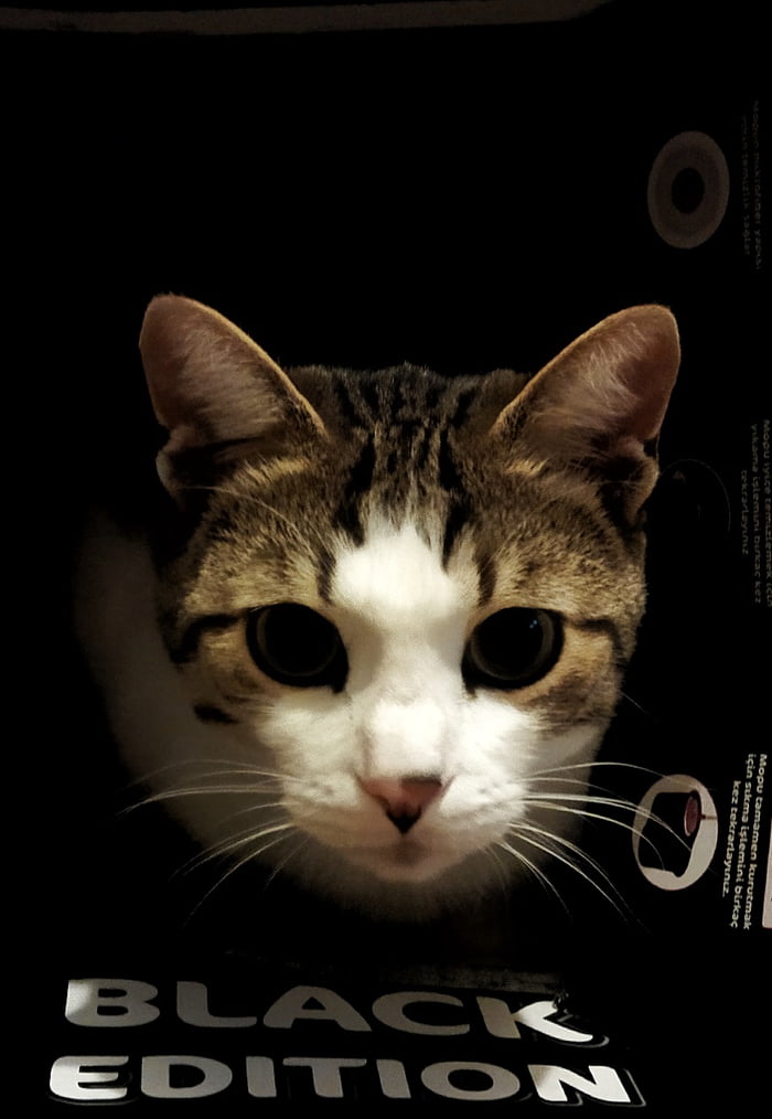 Tiger in a box - 9GAG