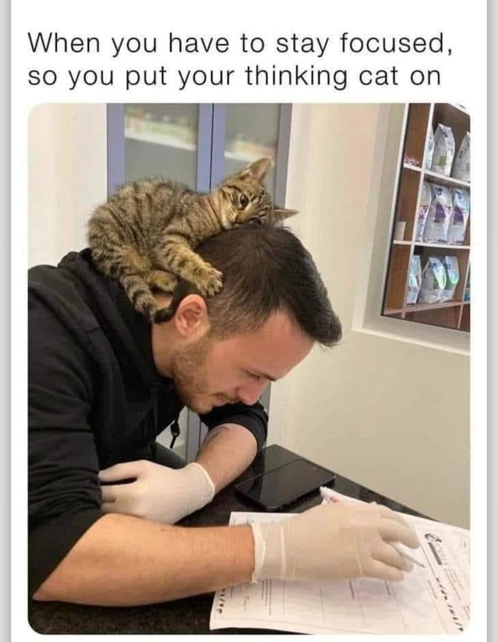 Put your thinking cat on ... - 9GAG