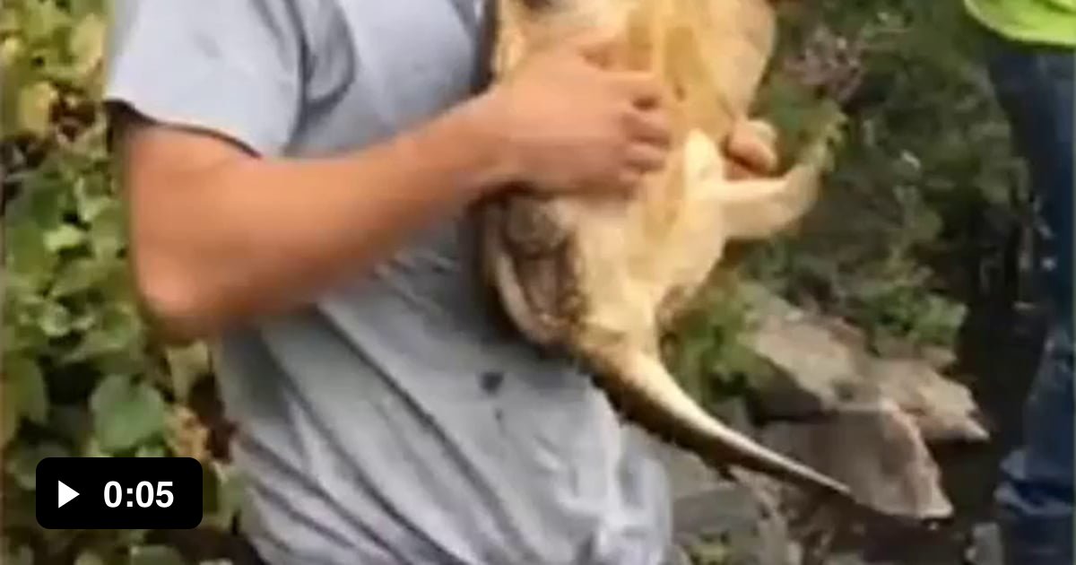 Genius playing with a snapping turtle - 9GAG