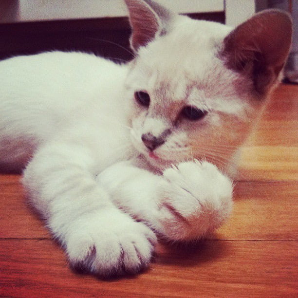 A Stinky Felon - 9GAG