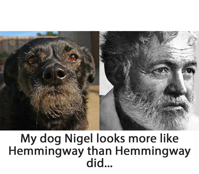 Nigel VS Hemmingway - 9GAG