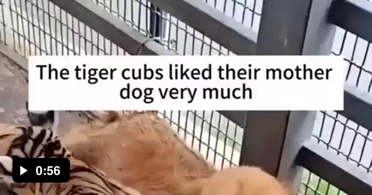 Dog Raises Tiger As Her Kids - 9GAG