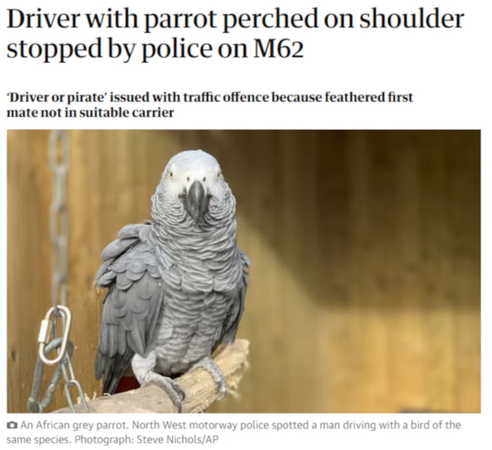 "Squawk" - "Should have taken that last turnoff" - 9GAG