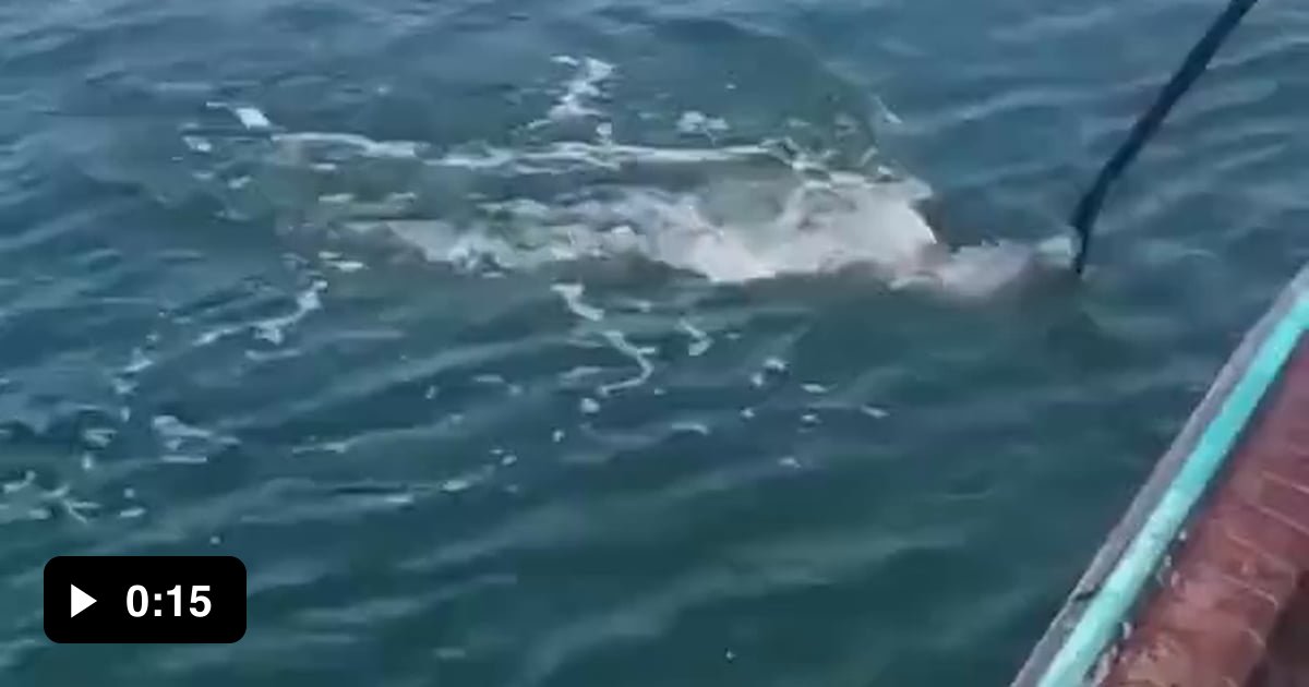 Boat full of Jellyfish - 9GAG