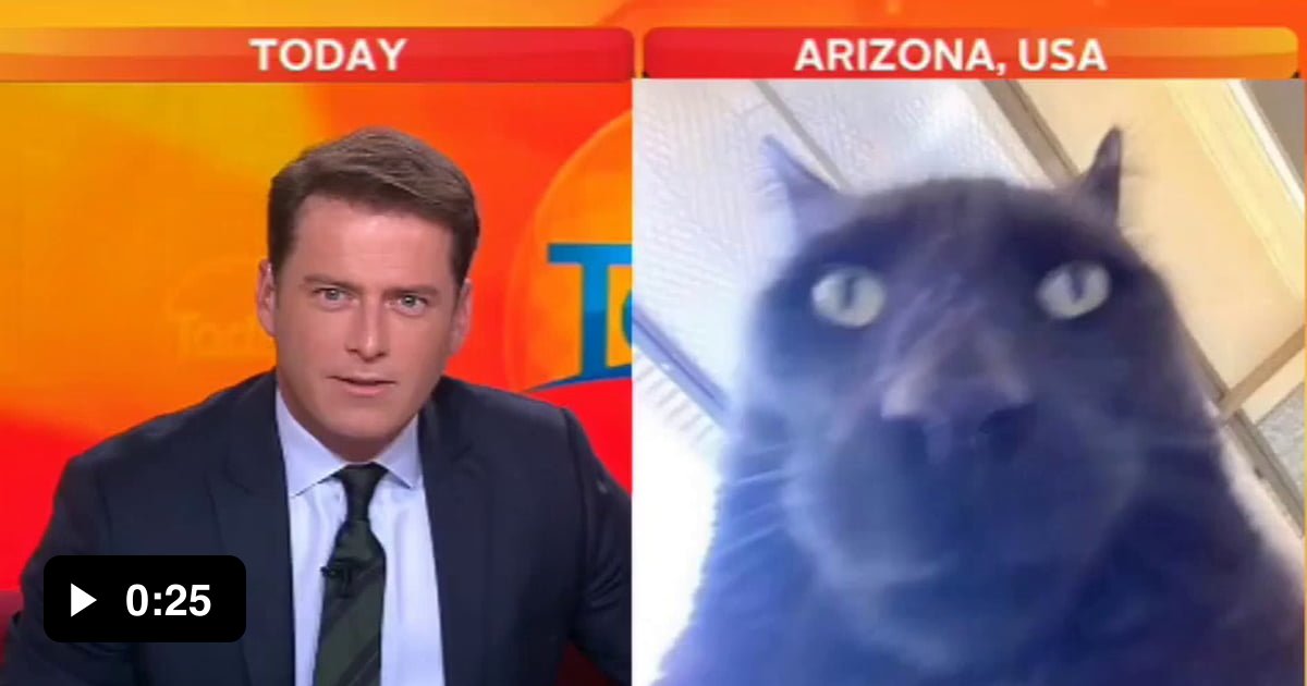 Boomer cat - 9GAG