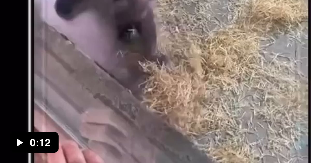 He identifies as a Roomba 😂 - 9GAG