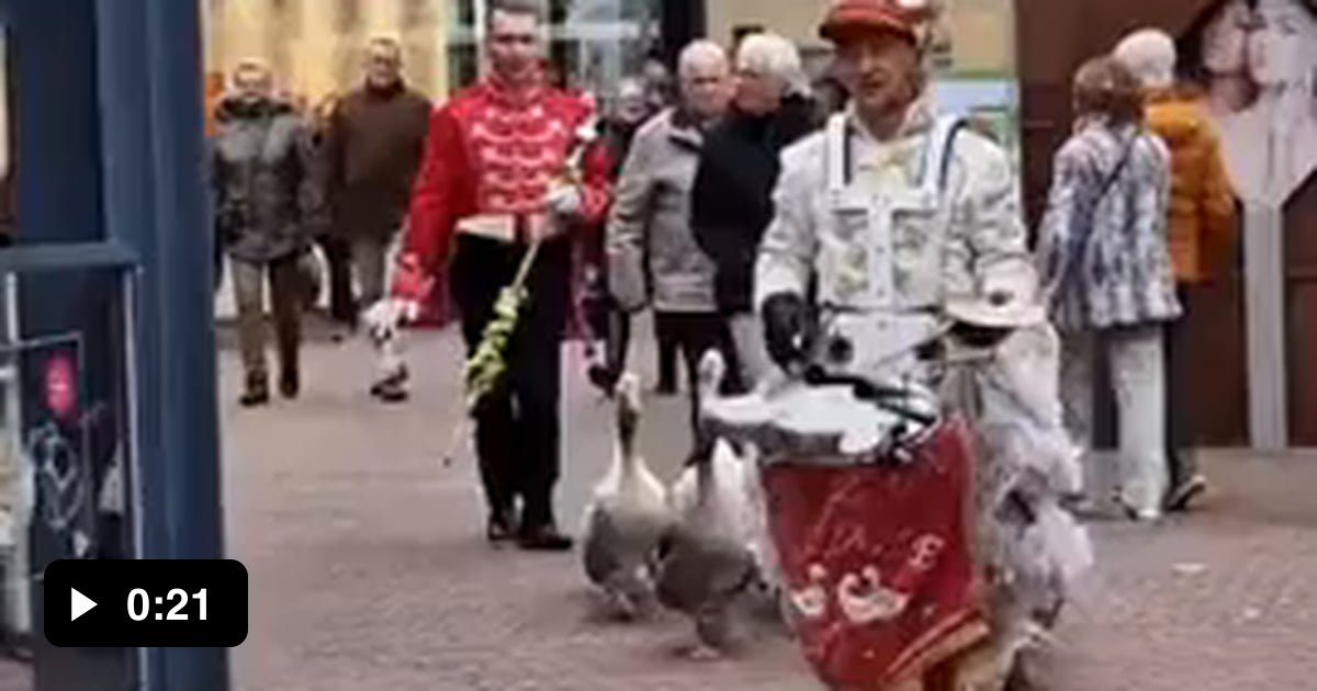 Goose parade in The Netherlands.. - 9GAG