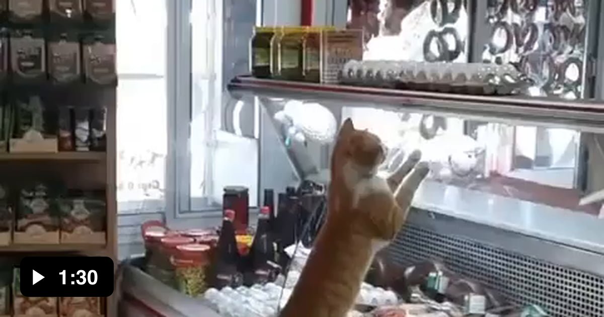 The smart cat and the generous man. - 9GAG