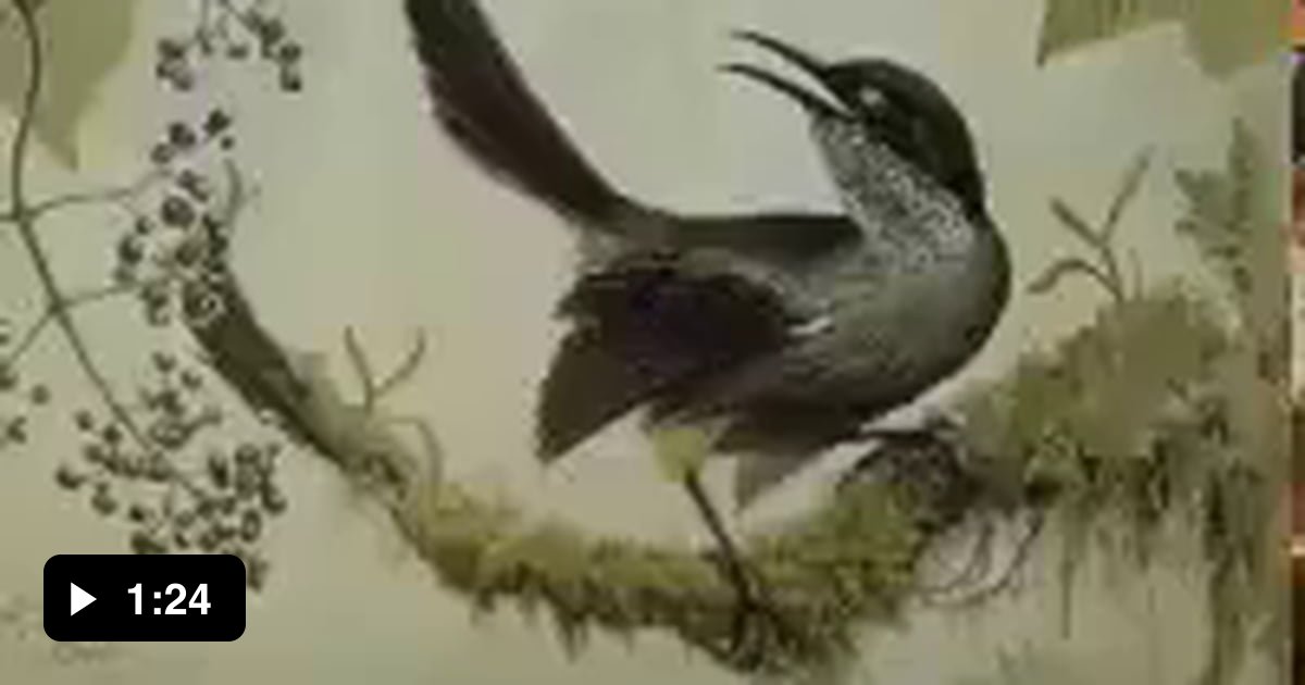The last Kauai ōʻō bird in world was recorded singing a mating call, to ...