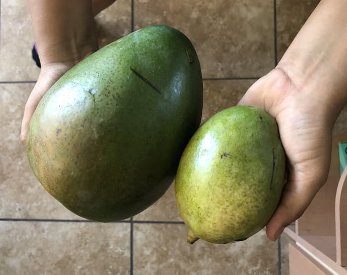 This absolute unit of a mango next to a regular one - 9GAG