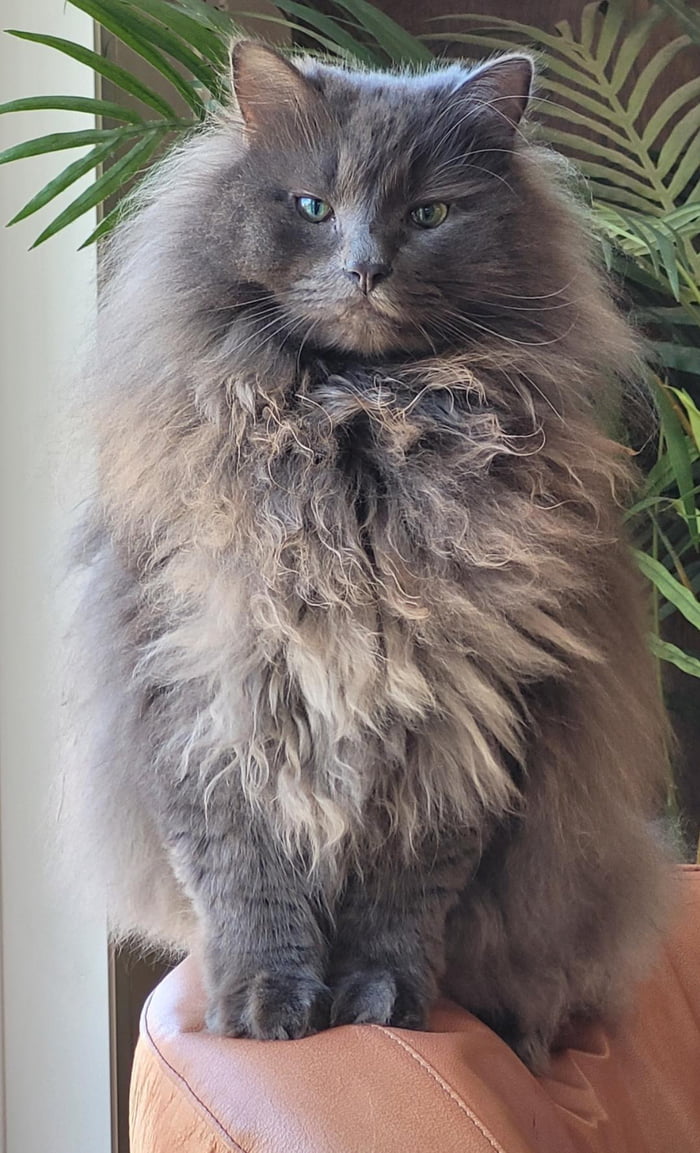 The mega floof - 9GAG