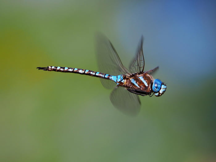 Managed to get a detailed photo of a dragonfly mid flight - 9GAG