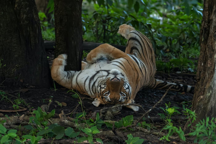 Big catto wants some belly rubs! This is from my visit to the Kabini ...