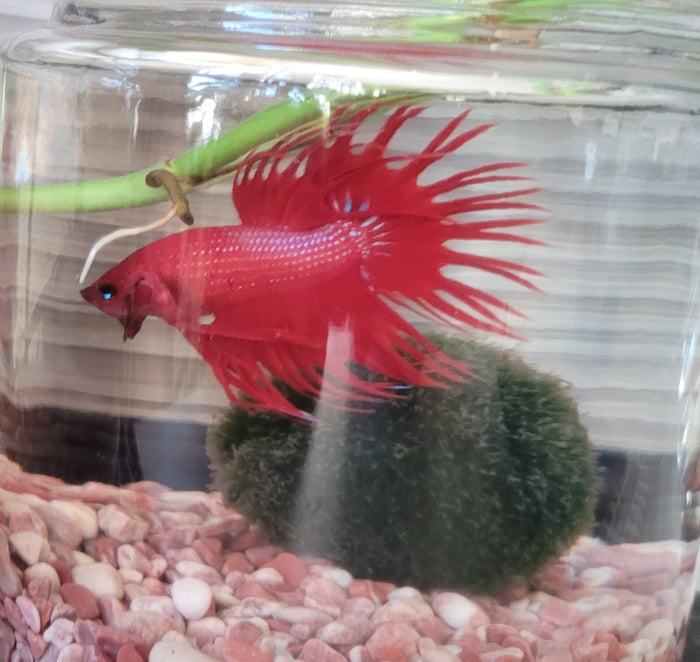 My Red Devil 👿 - 9GAG