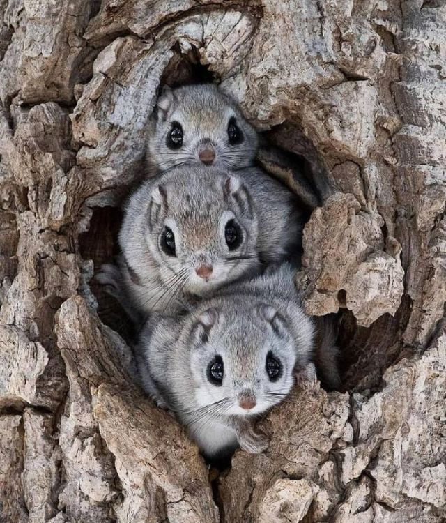 A Scurry/Dray Of Japanese Flying Squirrels - 9GAG