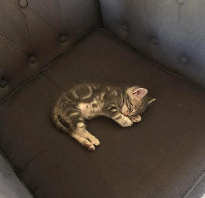 The smol boi, then vs. now - 9GAG