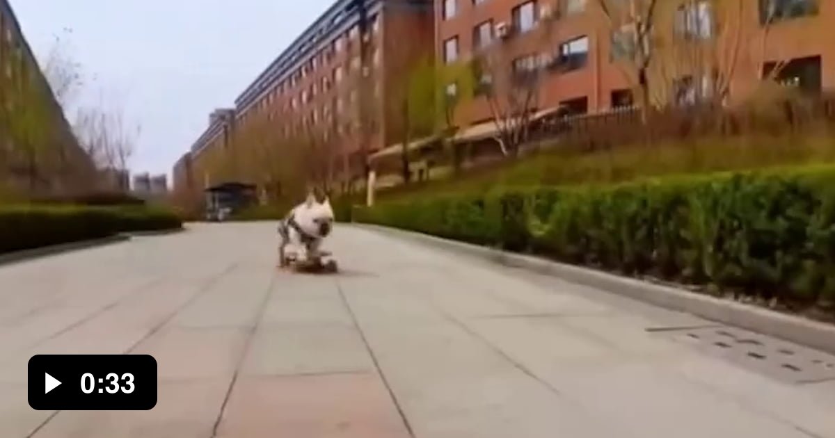 Tony Hawk Dog Skater - 9GAG