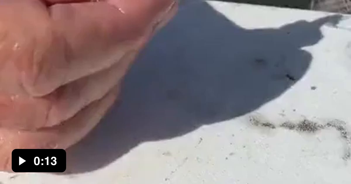 Transparent sea creature found by fishermen. - 9GAG