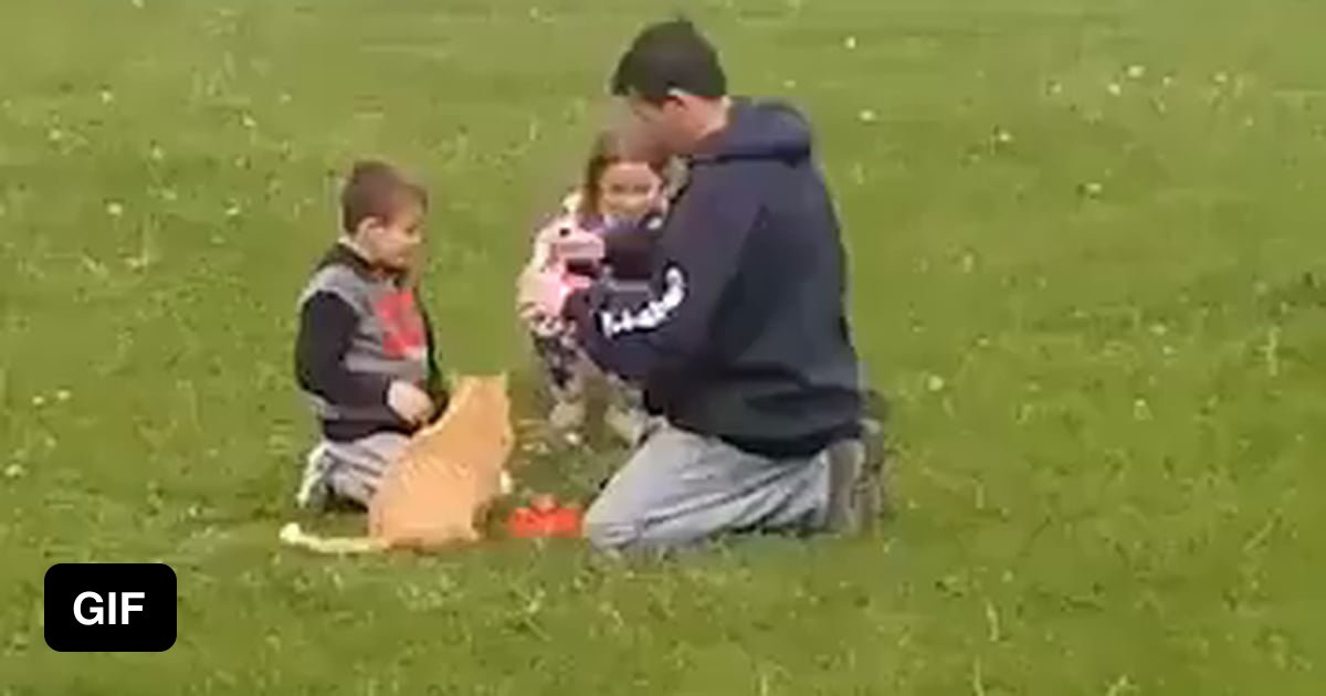 Menos mal que el gato fue salvado. - 9GAG