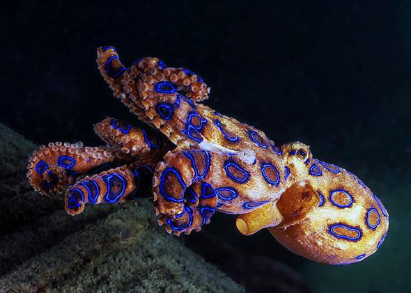 There's no antidote for a blue-ringed octopus bite (bite which many ...