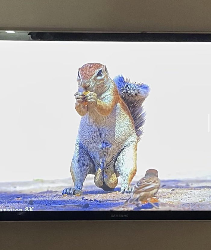 Big Nuts Harry - 9GAG