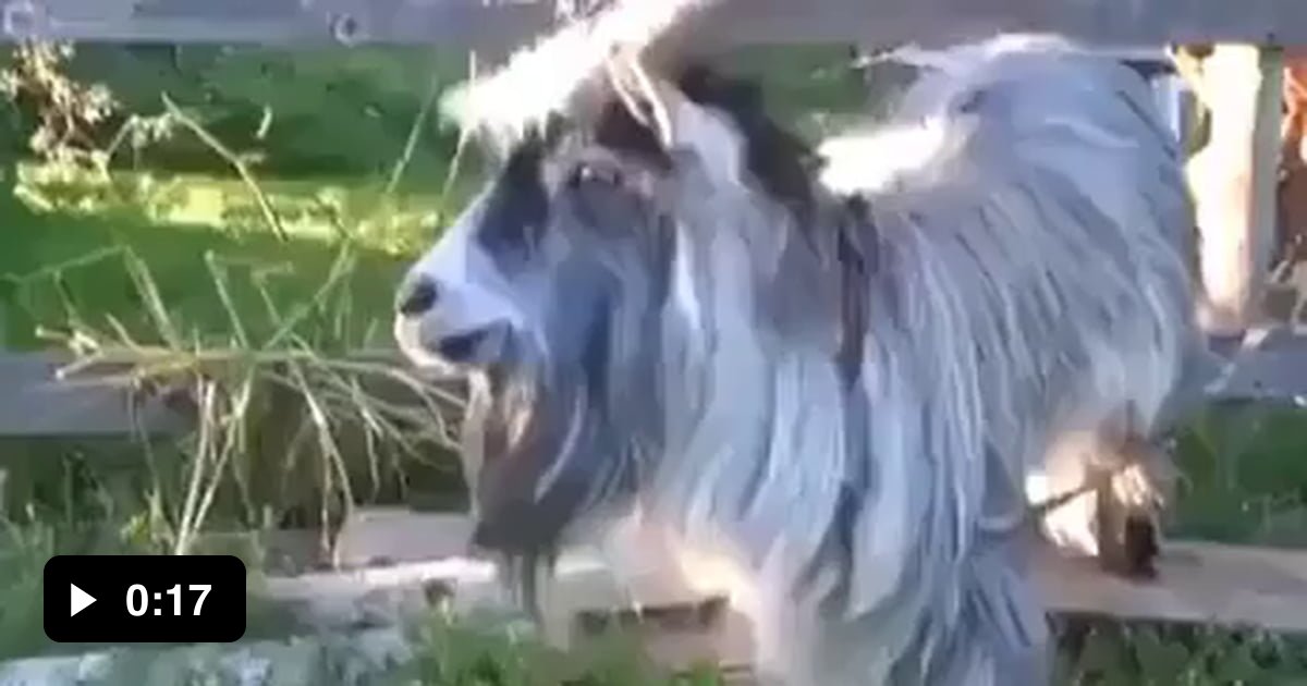 Old but goat - 9GAG