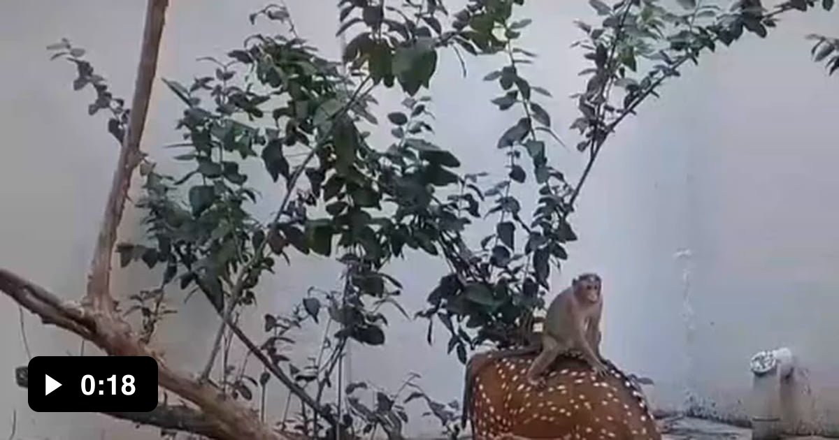 A monkey riding a deer. Spotted in Tamil Nadu, India. - 9GAG