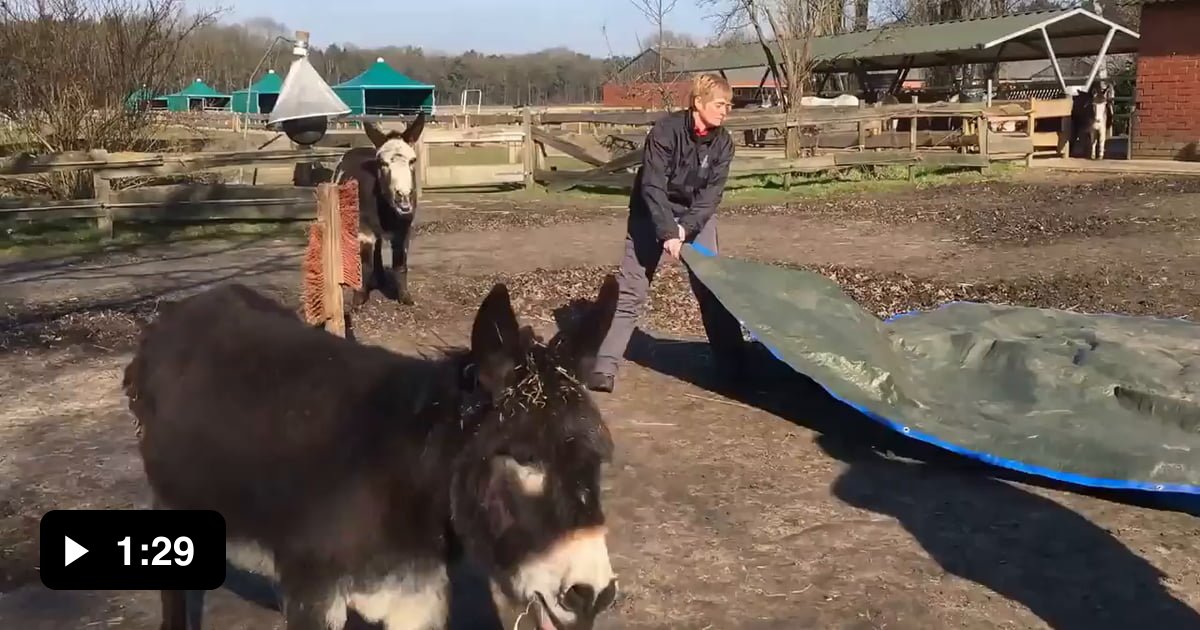 Donkeys mourn the loss of their friend - 9GAG