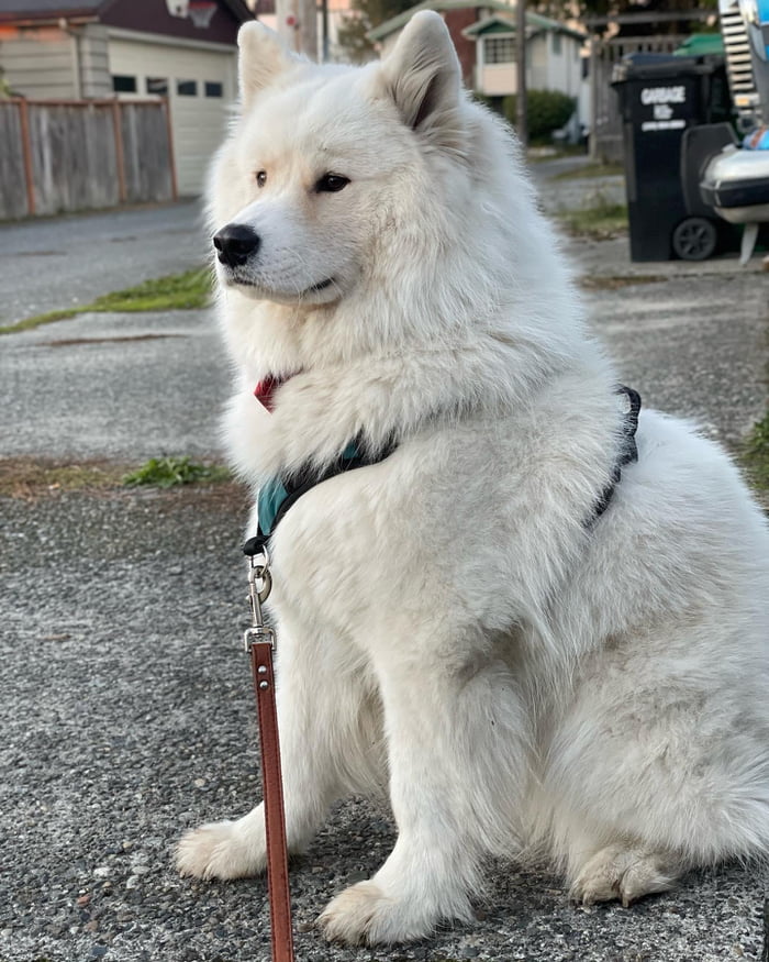 Magnificent floof - 9GAG