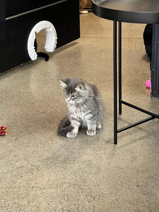 Smol, floofy, and angry - 9GAG