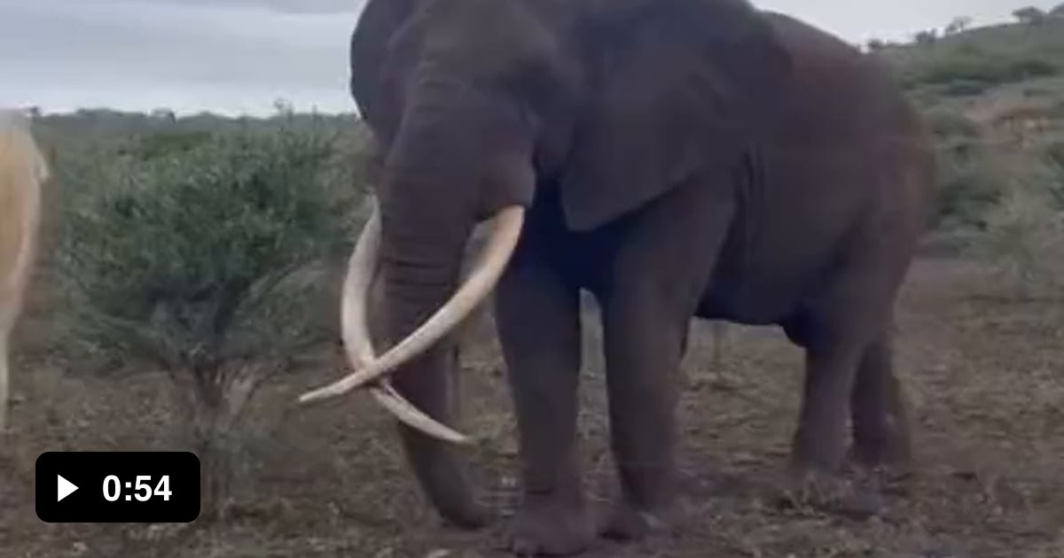 The Ice Age ? - 9GAG