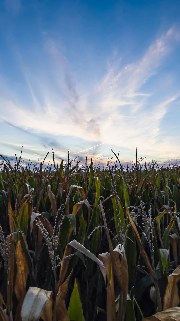 Corn field wallpaper - 9GAG