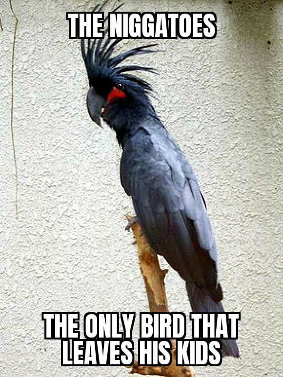 A bird - 9GAG