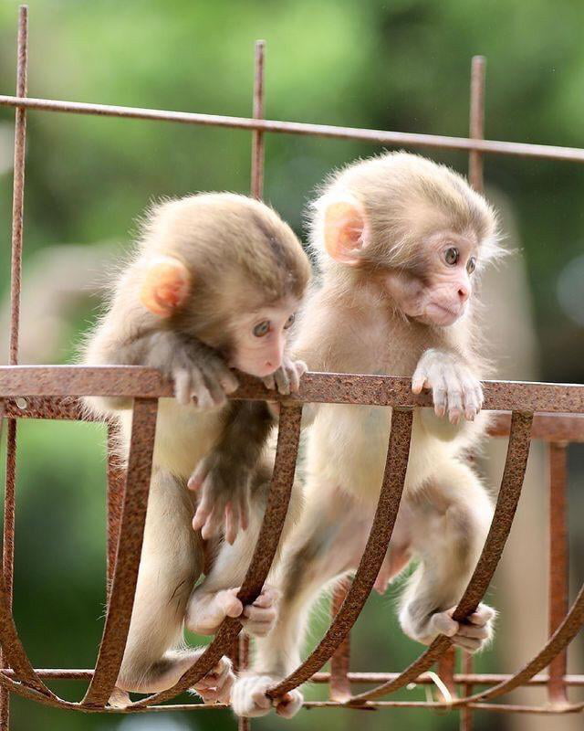 Monkeys looking at friends. - 9GAG