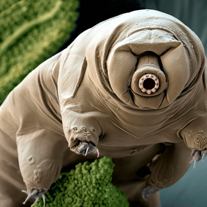 TARDIGRADE: the undistroyable microscopic bear(seriously this creature ...