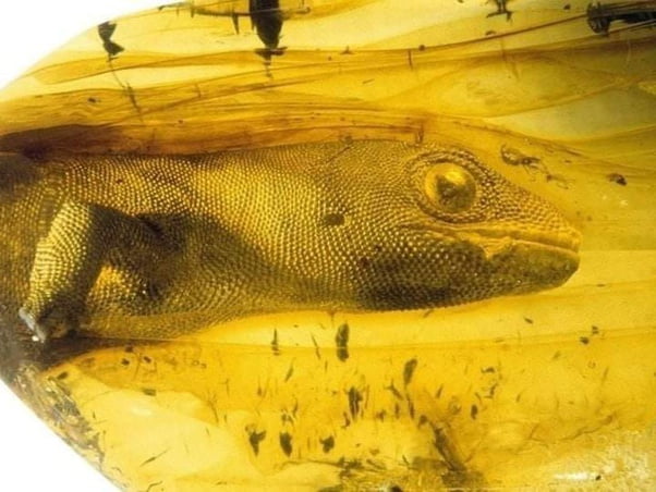 A 54 million-year-old gecko that is preserved in amber. Digital scans ...