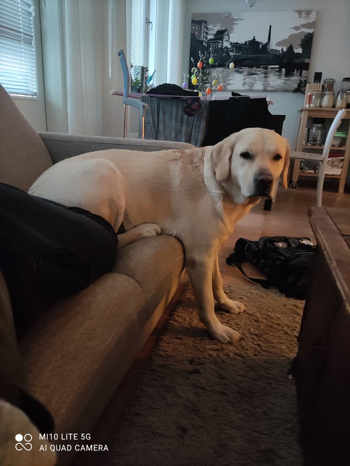 My derp doggo - 9GAG