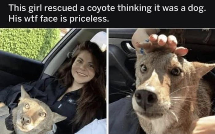 Nah this is most definitely a dawg - 9GAG