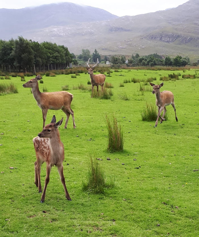 Torridon Scotland where you can feed deer! - 9GAG