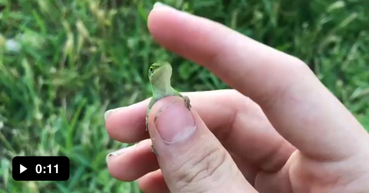 Boop the lizard snoot - 9GAG