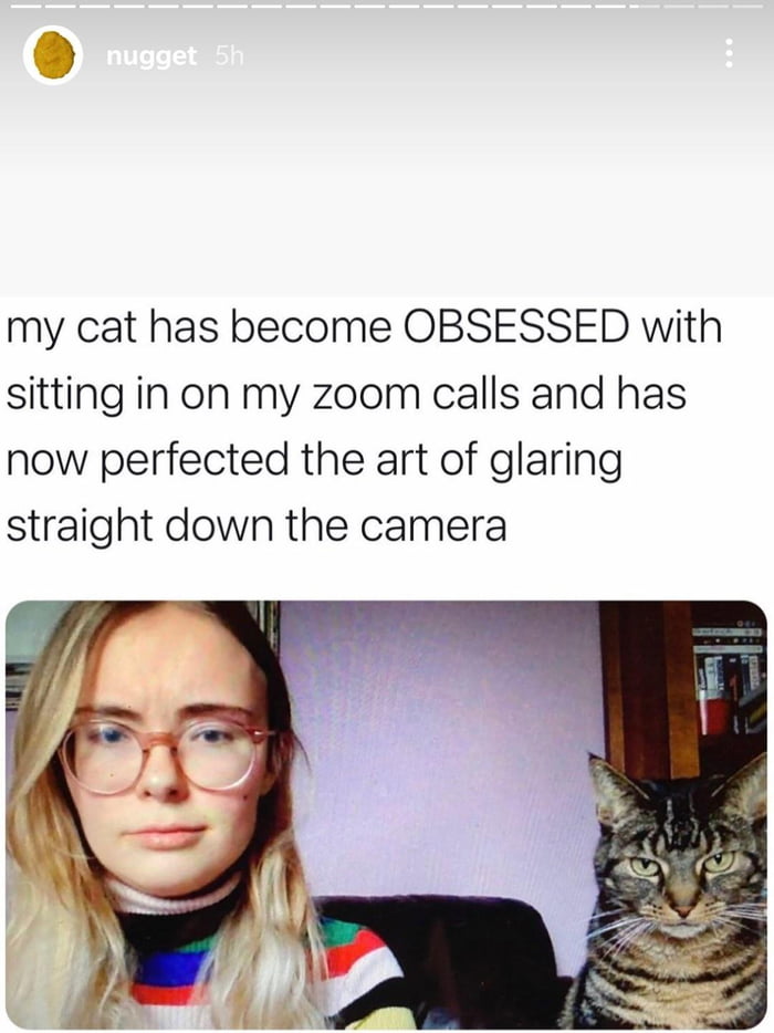 Cat zoom call - 9GAG