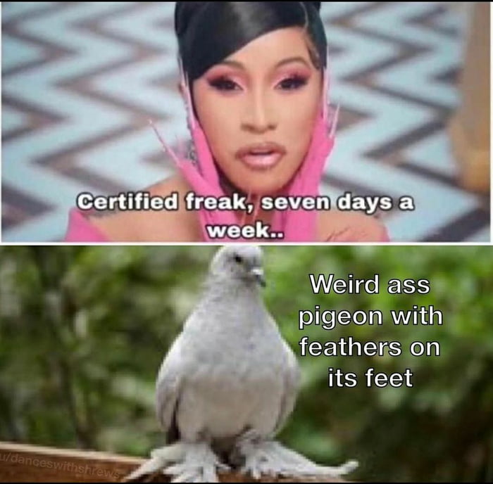 Weird Ass Pigeon - 9GAG