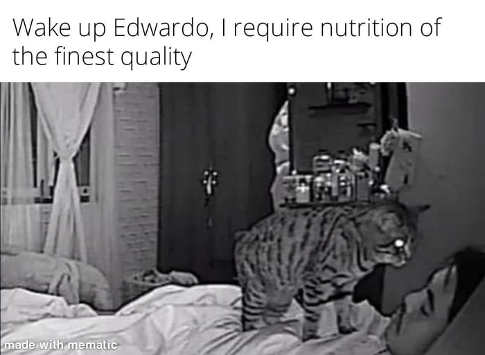 My cat at 3 am - 9GAG