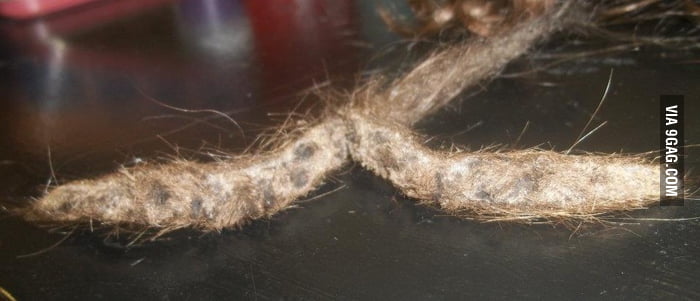 The inside of a dreadlock - 9GAG
