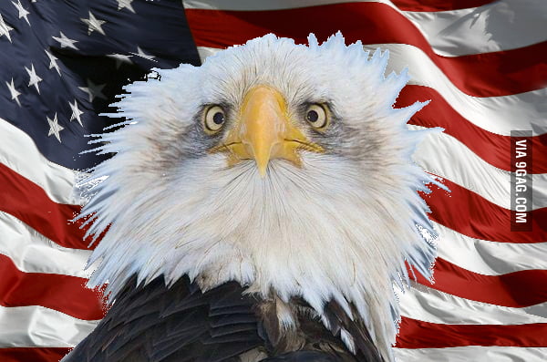 Surprised murica eagle meme now available on imgflip - 9GAG