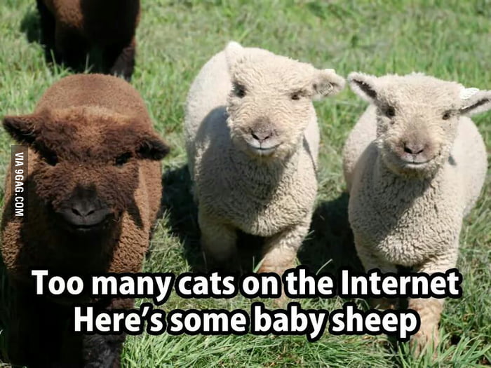 Here some sheep. - 9GAG