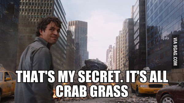 Lawn enthusiast neighbor ask how I keep crab grass away - 9GAG