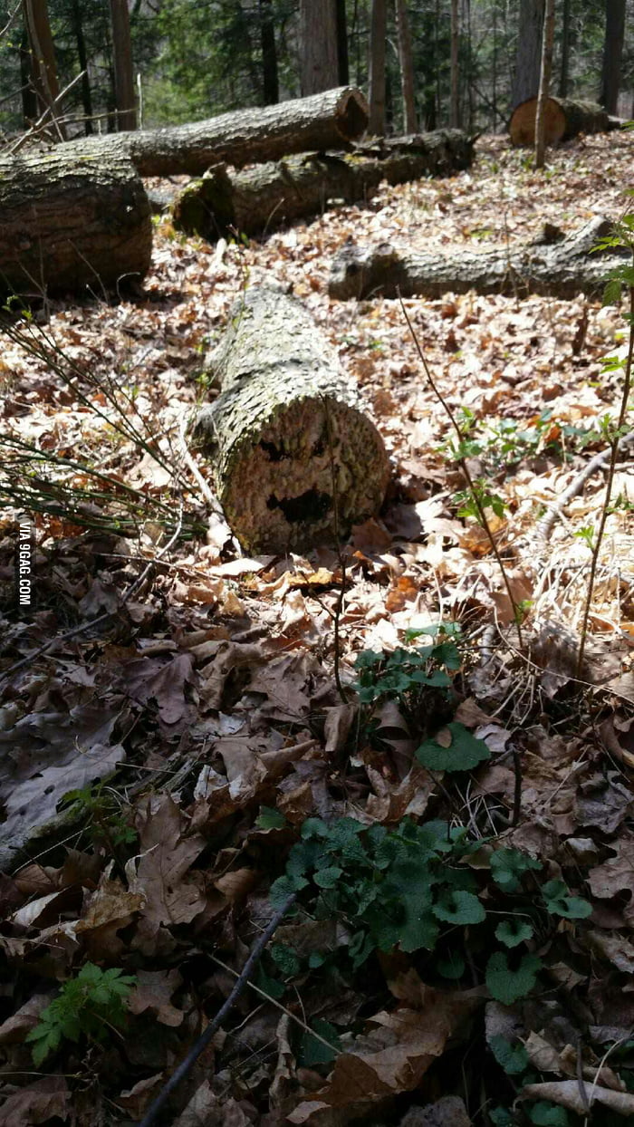 Hmm just a regular log... NOPE! - 9GAG