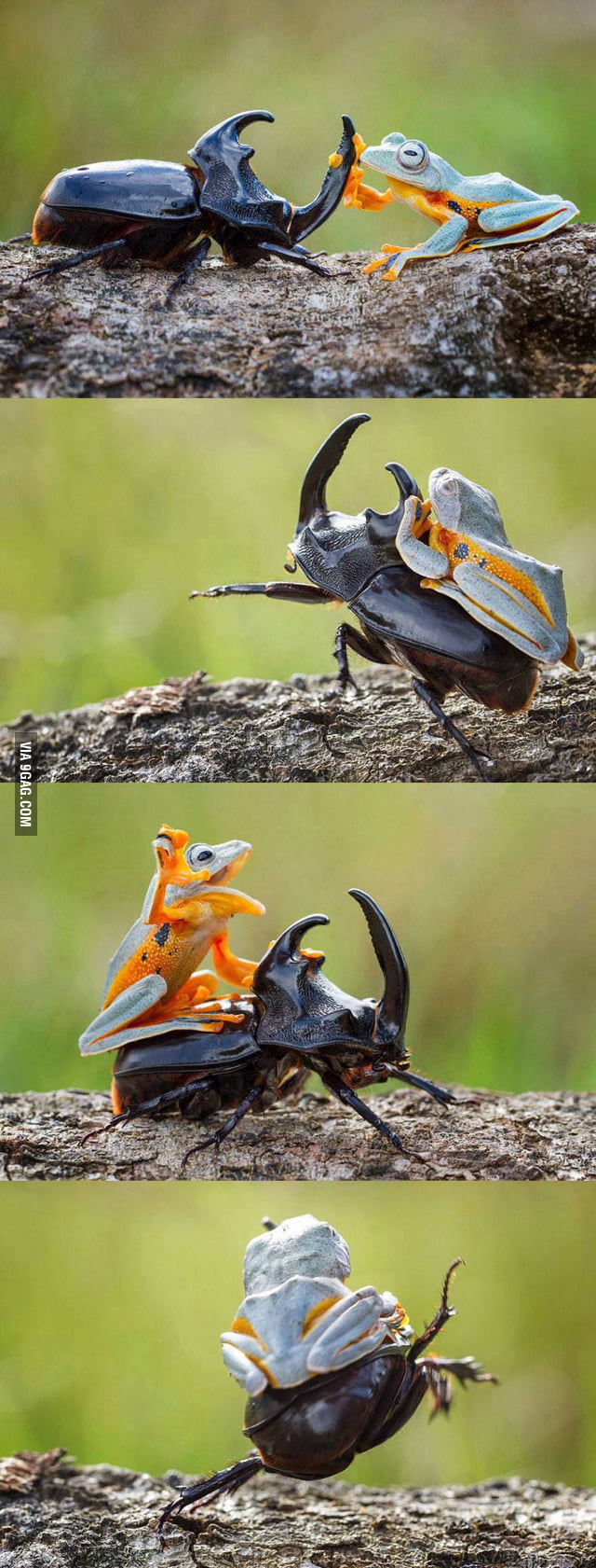 Just a frog riding a rhinoceros beetle... - 9GAG